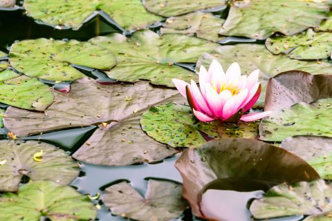 Floating Solar Lily Pads: A Breakthrough in Solar Technology? · SOLAR ...